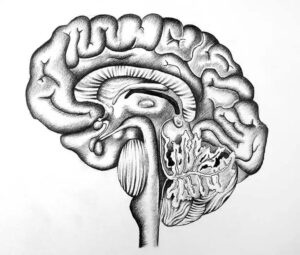 12 Easy Brain Drawings With Step by Step Guides - Julie Ann Art