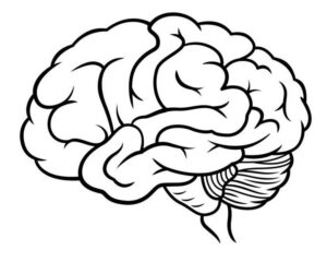 12 Easy Brain Drawings With Step by Step Guides - Julie Ann Art